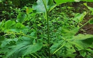 牛蒡图片长什么样_牛蒡和山药的区别