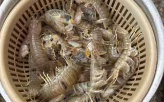 虾菇怎么做好吃_虾菇的营养价值有哪些