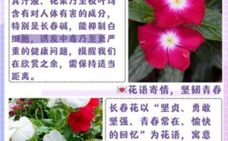 长春花为什么致癌_长春花毒性成分有哪些