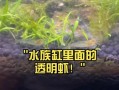 透明虾是什么_透明虾能吃吗