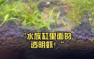 透明虾是什么_透明虾能吃吗
