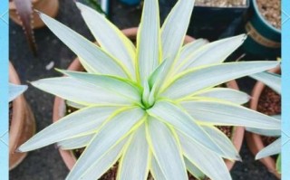 龙舌兰日出暗语是什么_龙舌兰日出暗语怎么破解