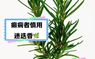 迷迭香精油危害_孕妇能用吗