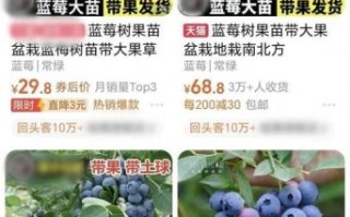 蓝莓的功效与作用价格_蓝莓多少钱一斤