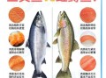 虹鳟鱼冒充三文鱼_如何分辨真假三文鱼