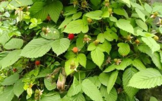 野生覆盆子树长什么样_如何辨认野生覆盆子