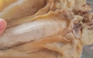 干墨鱼怎么泡发_干墨鱼怎么处理干净