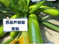 西葫芦有毒吗_西葫芦生吃会中毒吗