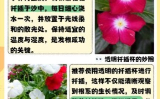 长春花怎么繁殖_长春花扦插多久生根