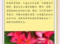 红鸡蛋花怎么养_红鸡蛋花有毒吗