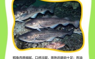 鳕鱼油鱼切片区别_哪个更适合宝宝辅食