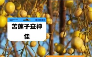 苦莲子功效与作用_苦莲子怎么吃效果最好