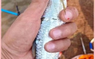 翘嘴白鱼图片_翘嘴白鱼怎么钓