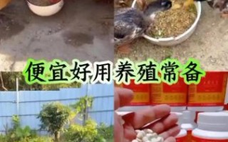 养殖什么不愁销路_新手适合养什么