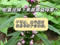 益母草喝了两天流产了_益母草流产风险
