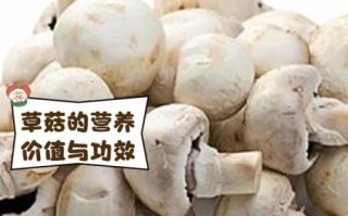 草菇怎么种_草菇种植方法