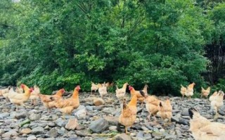 笨鸡蛋和土鸡蛋的区别_哪个营养价值更高