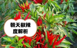 朝天椒图片_如何识别朝天椒品种
