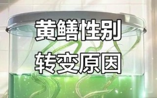 黄鳝性别可以一直是雌性吗_黄鳝性逆转机制