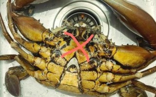 花蟹怎么杀图解_花蟹清洗处理步骤