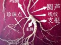 人参图片大全高清图片_如何挑选优质人参