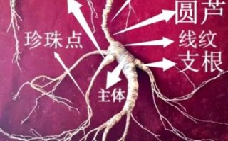 人参图片大全高清图片_如何挑选优质人参
