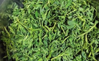 苜蓿菜怎么吃_苜蓿菜的家常做法