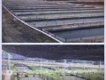 牛蛙养殖基地怎么选_牛蛙养殖基地投资成本