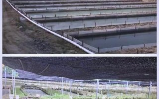 牛蛙养殖基地怎么选_牛蛙养殖基地投资成本