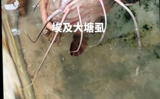 埃及塘虱化粪池事件真相_埃及塘虱还能吃吗