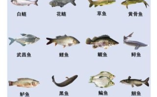 淡水鱼种类大全_常见淡水鱼名称有哪些