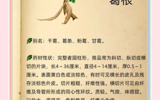 葛根的功效与作用有哪些_葛根的害处和禁忌是什么