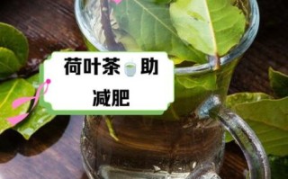 荷叶泡水喝的功效与作用_荷叶泡水喝的禁忌