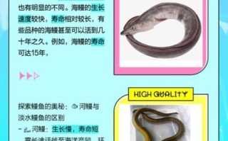 鳗鲡鱼图片_如何分辨野生与养殖