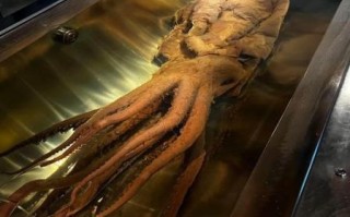 乌龟捡回家有什么禁忌_捡到乌龟怎么处理才吉利