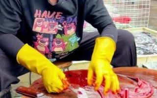 黄鳝怎么杀_杀黄鳝的正确方法