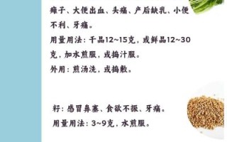 香菜的营养价值_香菜有哪些功效与作用