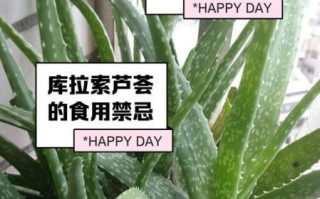 芦荟怎么吃最安全_芦荟食用方法大全