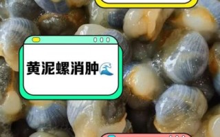 黄泥螺的营养价值_黄泥螺怎么吃最补