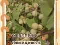白果怎么吃治疗妇科病_白果一天吃几颗才有效