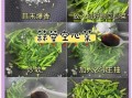 蒜炒空心菜怎么做_空心菜焯水还是不焯水