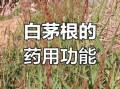 白茅根长什么样_白茅根的功效与作用