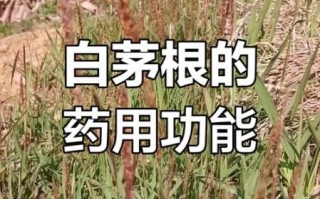 白茅根长什么样_白茅根的功效与作用