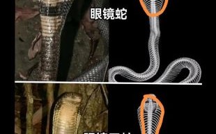 眼镜王蛇vs王锦蛇谁厉害_眼镜王蛇能咬死王锦蛇吗