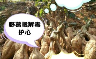 葛根能降血压吗_葛根怎么吃效果最好