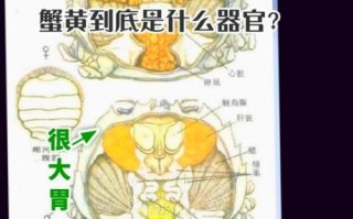蟹膏是什么部位_蟹膏和蟹黄的区别图解
