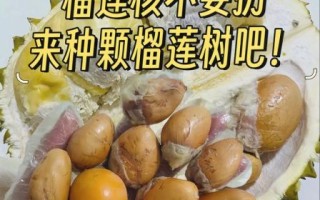 榴莲核怎么吃_榴莲核能生吃吗