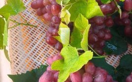 吃提子会胖吗_提子热量高吗