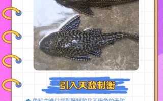 清道夫鱼能吃吗_清道夫鱼怎么吃