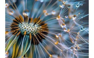 蒲公英的花语是什么_蒲公英图片唯美意境